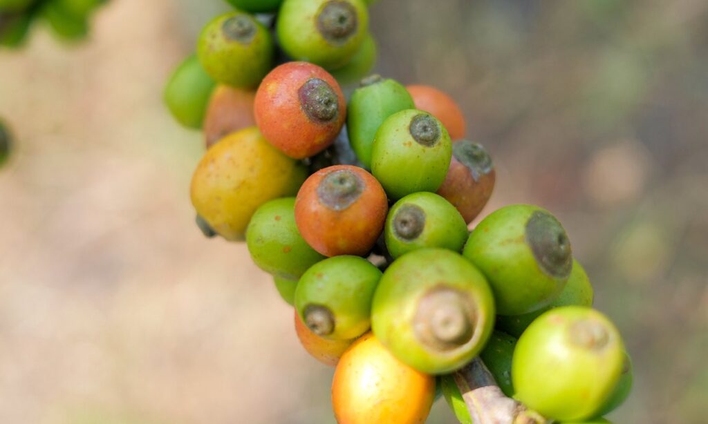 Liberica Coffee Beans in Malaysia